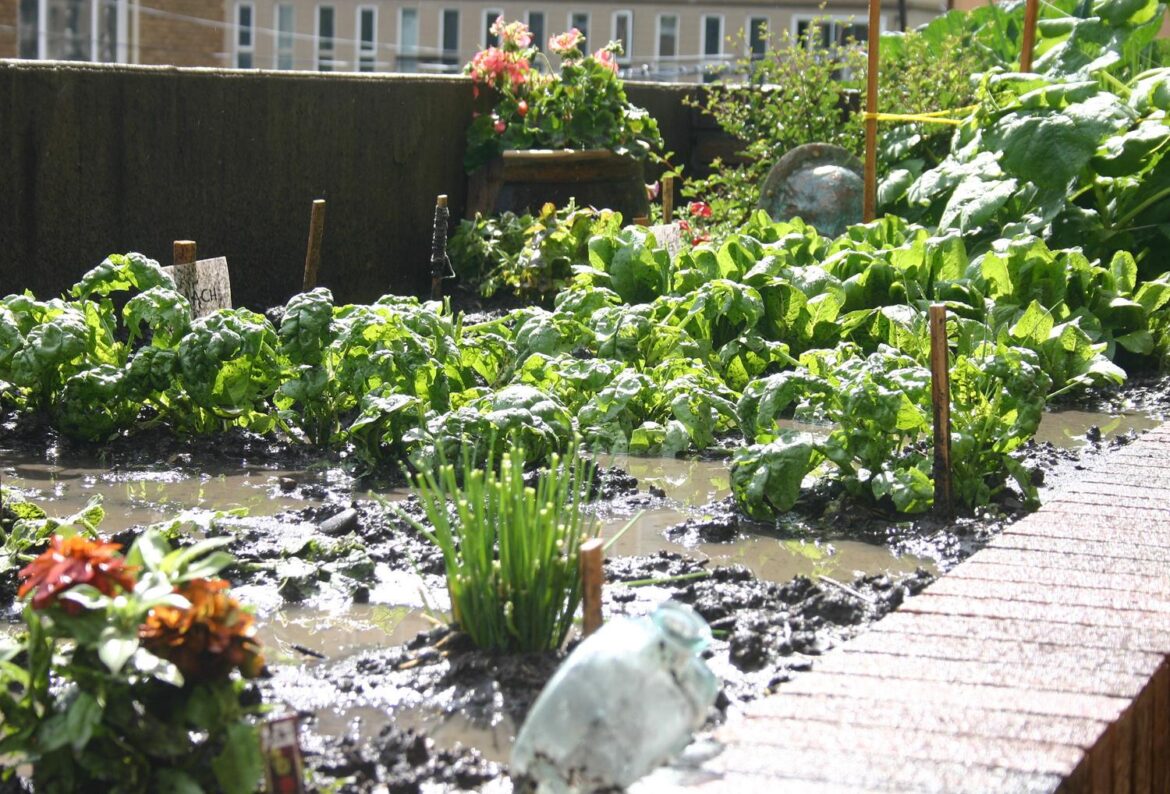 Preventing Water Logging in Your Garden | H2O Global News
