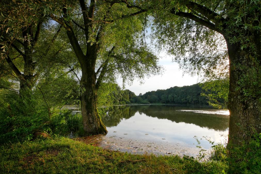 How Does Forestry Impact Water Cycle | H2O Global News