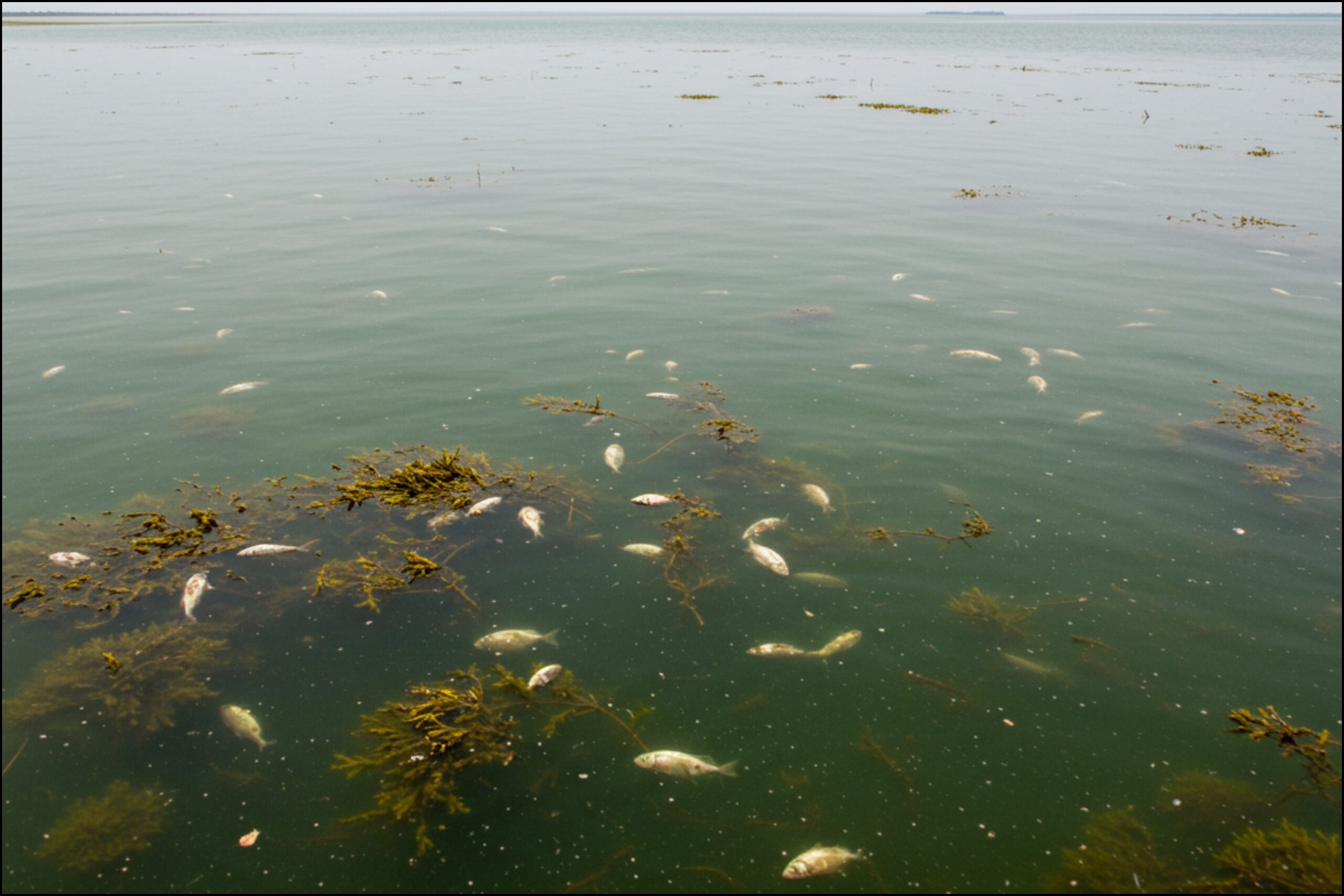 What Are Dead Zones? The Truth About Oxygen-Deprived Waters | H2O ...