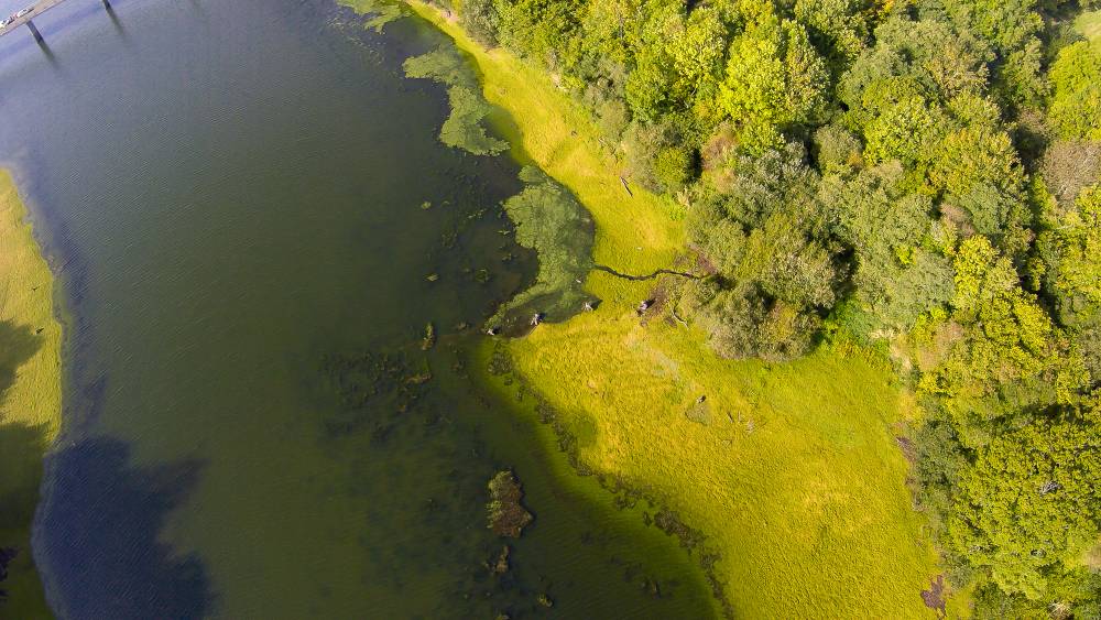 Harmful Algal Blooms: Understanding the Risks | H2O Global News