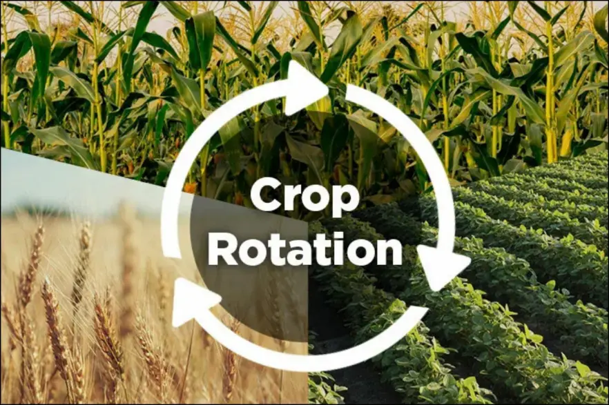 How Crop Rotation Helps Conserve Water In Agriculture? | H2O Global News