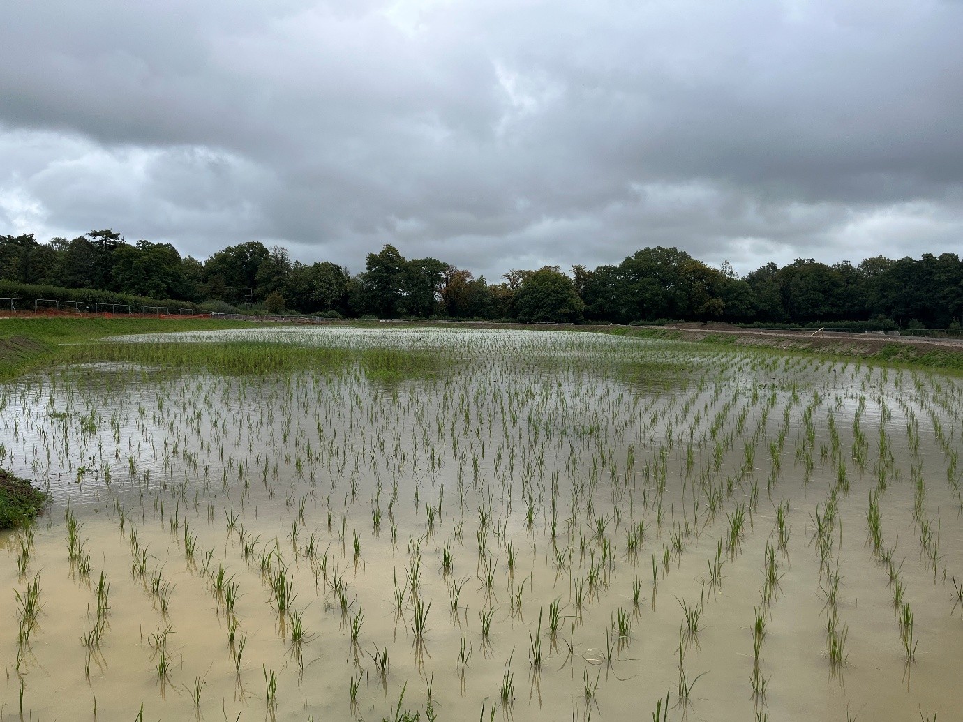Staplefield Integrated Constructed Wetland enhances water quality and ...
